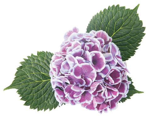 Cityline® Mars Bigleaf Hydrangea Hydrangea Macrophylla Proven Winners