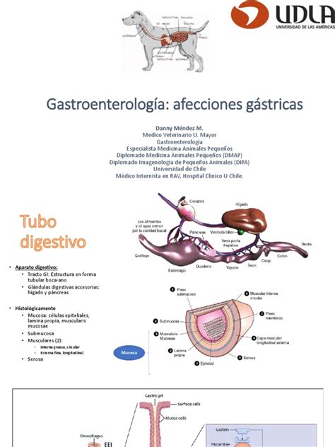 Afecciones Gástricas En Equinos Pdf Estómago Vómitos
