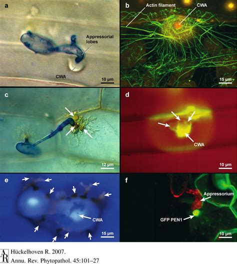 Cell Wall Associated Penetration Resistance Of Barley And Arabidopsis