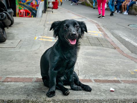 Este Es El Duro Proceso De Una Mascota Tras Ser Abandonada Por Sus Dueños Infobae