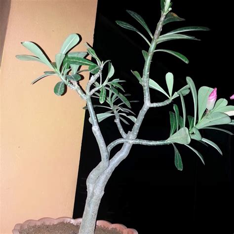 Bahar Sofian Youtube