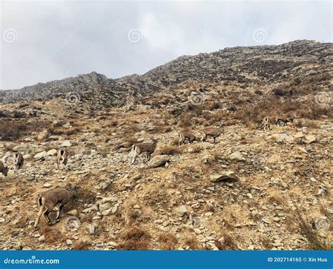 Bharal On The Cliff Stock Image Image Of Breed China 202714165