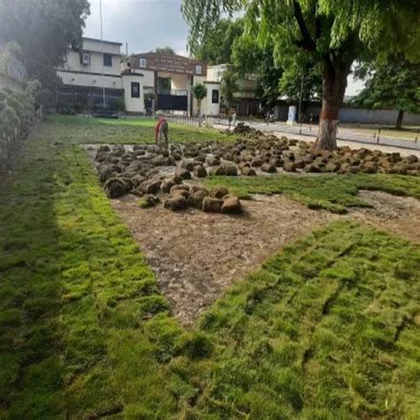 Natural Green Full Sun Exposure Carpet Grass Work At ₹ 100sq Ft In Agra