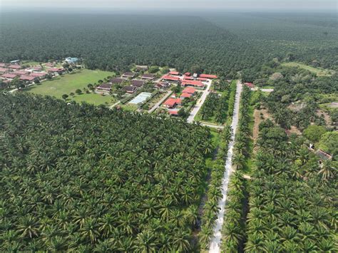 Ladang Moccis Teluk Intan