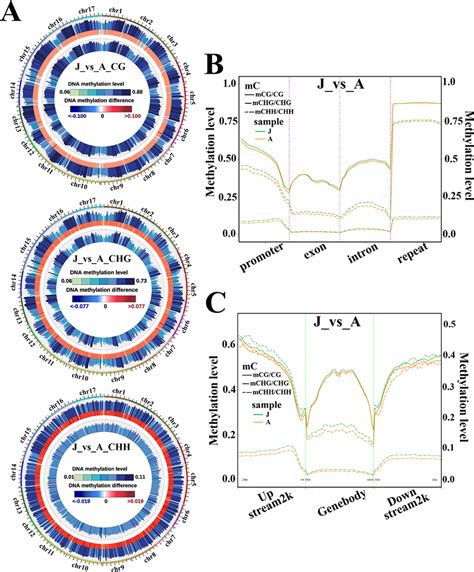 Comparative Analysis Of Dna Methylation Levels In Various Genomic Download Scientific Diagram