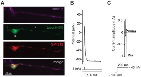 Effects Of Pattern On Spinal Motoneurons Polarity And Electrical Download Scientific Diagram