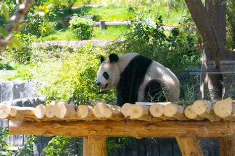 Panda Fans Rejoice San Diego Zoos Yuan Chuan And Xin Bao Go On