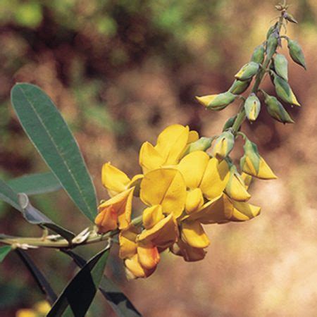 Crotalaria