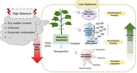 Seleniums Role In Plant Secondary Metabolism Regulation And