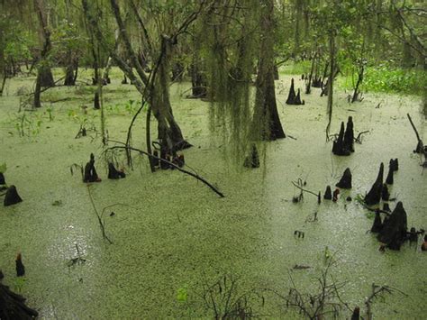 Barataria Preserve Jean Lafitte National Historical Park … Flickr