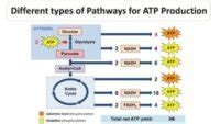 Different Types Of Pathways For Atp Production Microbiology Notes