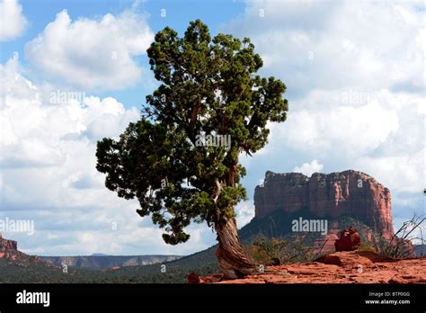 Shaggy Bark Juniper Tree On The Oak Creek Trail Sedona Arizona Stock Photo Alamy