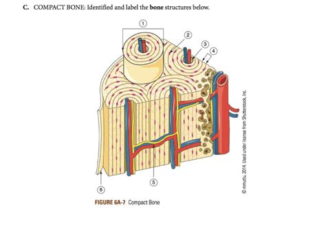 Compact Bone Labeled
