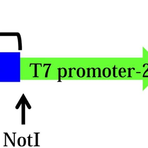 The Gene Expression Pattern In The Recombinant Plasmid T7 Promoter‐1 Download Scientific