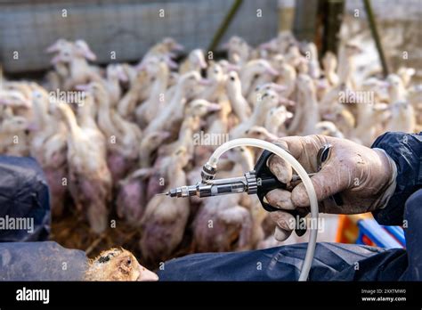 Duck Vaccination Plan Against Avian Flu In Outdoor Pens First