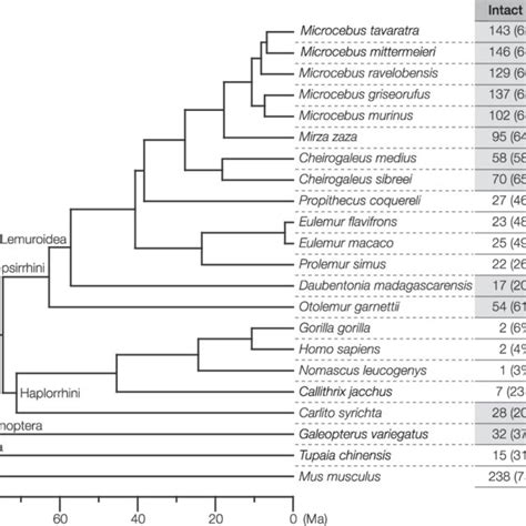 V1r Repertoire Size Estimates Across The Strepsirrhine Phylogeny Download Scientific Diagram
