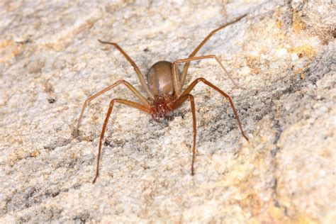 Young Brown Recluse Spider