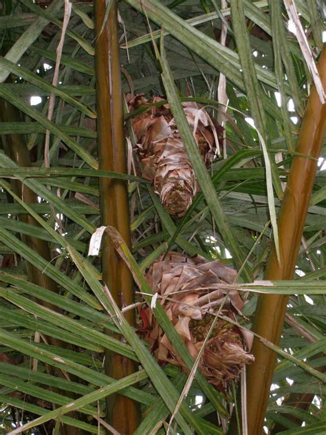 Raphia Australis Discussing Palm Trees Worldwide Palmtalk