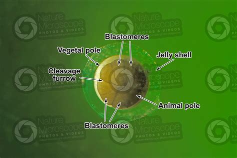 Xenopus Laevis African Clawed Frog Egg Stage Of Segmentation 4