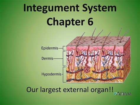 PPT Integument System Chapter 6 PowerPoint Presentation Free Download ID 2063897