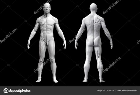 Anatomía De Un Hombre Anatomía Interna Del Área Del Pecho Masculino