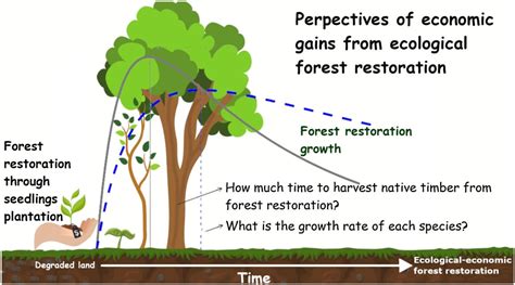 Potential Native Timber Production In Tropical Forest Restoration