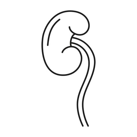 Ureter Generic Black Outline Icon