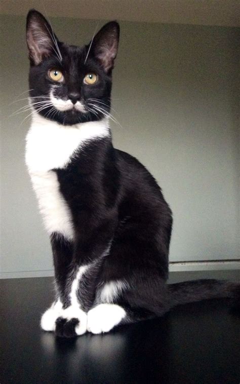 Tuxedo Cat In 2024 Cat Toys Cats Cat Sketch