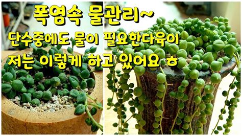 폭염속 다육이 물관리 저는 이렇게 하고 있어요 ㅎ 물주고 나서 건강하고 싱싱해진 녹영 ㅎ 물관리 팁~ Youtube