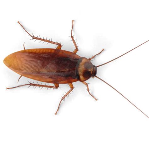 Exterminating And Preventing American Cockroach Infestations In Atlanta