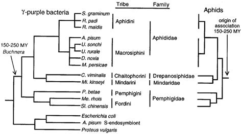 Evolutionary Relationships Of Buchnera And The Aphid Hosts The Download Scientific Diagram