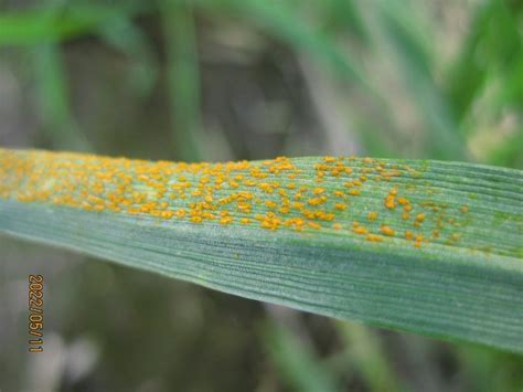 Stripe Rust Update May Stripe Rust Washington State University
