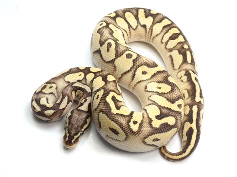2021 Female Pastel Bald Lucifer Fader Yellowbelly Ball Python New