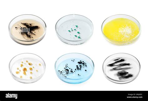 Discovering The Microbial World Create Your Own Agar 41 Off