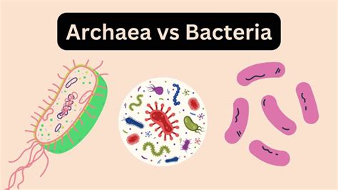 Archaea Bacteria Difference Between Bacteria And Archaea Compare The