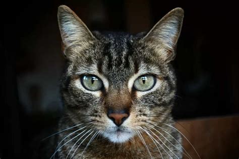 Происхождение полосатых кошек