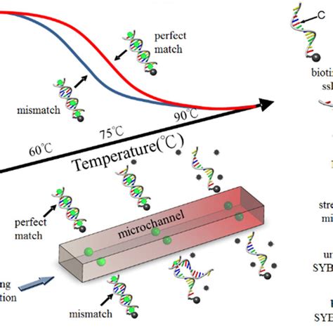 A Typical Lab On A Chip For Snp Detection Biological Samples Which