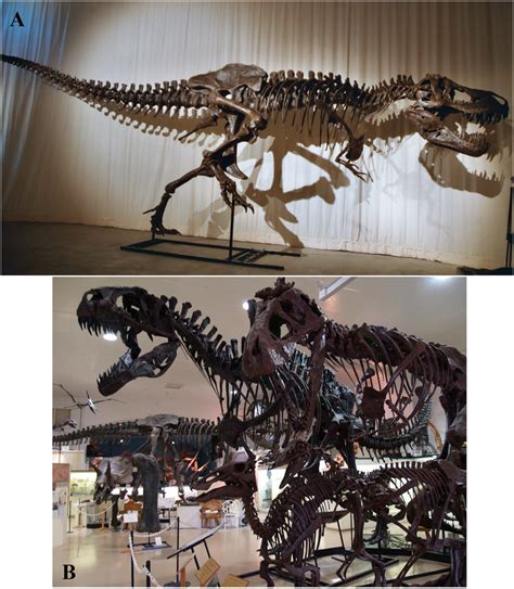 Photographs Of The Mounted Skeletons Of The Five Non Avian Dinosaurs