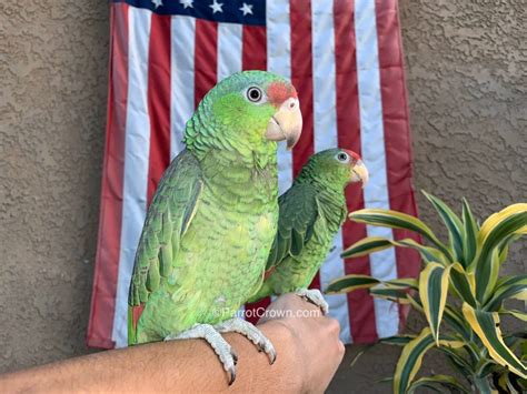 Red Headed Amazon Parrot For Sale