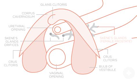 G Spot In Women How To Find The G Spot Le Wand