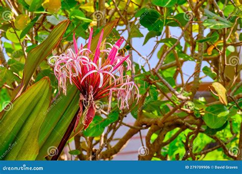 Queen Emma Lily Colorful Flower Stock Photo Image Of Queen White 279709906