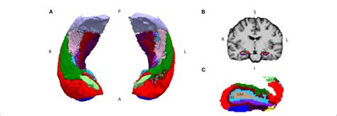 Figure Segmentation Of The Hippocampal Subregions Made With Freesurfer