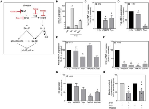 Possible Signaling Pathways In Nlrp3 Dependent Calcification Scheme