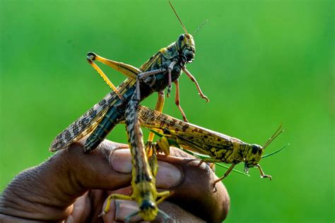 Female Sex Pheromone Identified As Potential Biocontrol Tool For Crop Pests