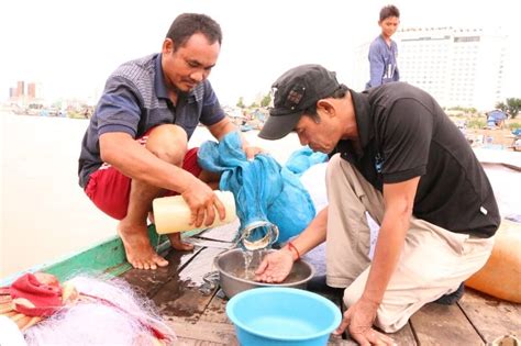 ការប្រមូល កូន ត្រី ប្រភេទ ជិត ផុត ពូជ នៅក្នុង ទន្លេមេគង្គ ដើម្បី គោលដៅ ស្រាវជ្រាវ