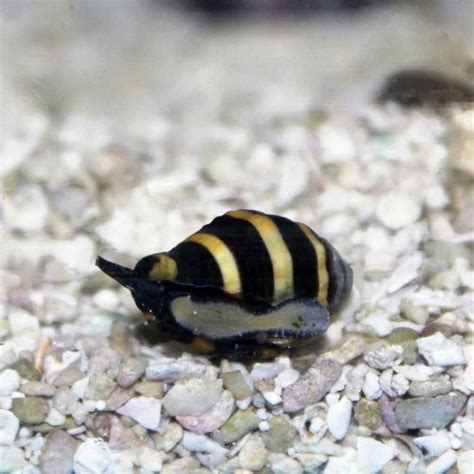 Bumblebee Snail Pusiostoma Mendicaria That Fish Place