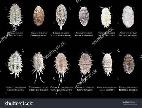 Risultati Immagini Per Planococcus E Pseudococcus Plant Pests Scale