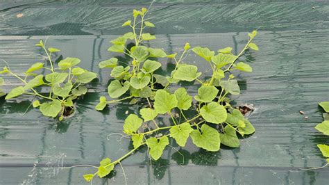 2024~25 성주참외수정농가들증가중 이떄필요한것은식물의흐름입니다 알아야내가뭘해야될지계산이나옵니다 식물의흐름을이해하시고 그포인트에뭘해야할지를고민해보세요 기준이