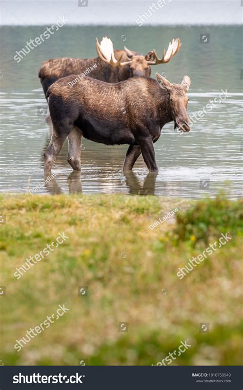 Mating Moose Couple Maligne Lake Stock Photo 1816750949 Shutterstock