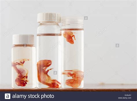 Scientific Curiosities Preserved Rat Fetus Specimens In Specimen Jars Showing Stained Skeletal
